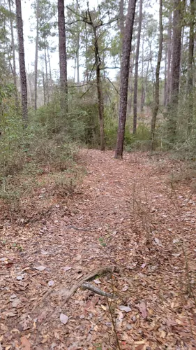 Best Hikes and Trails in Angelina National Forest | AllTrails