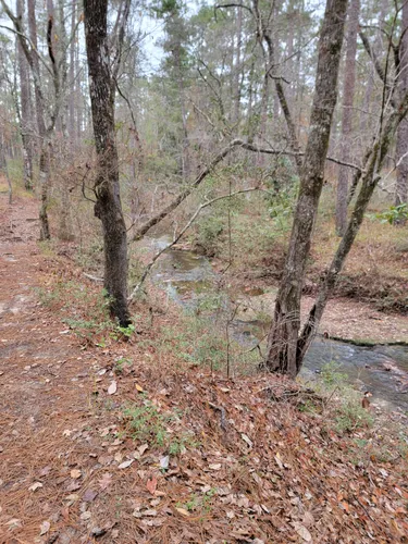 Best Hikes and Trails in Angelina National Forest | AllTrails