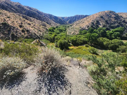 Best Bird Watching Trails in Morongo Valley | AllTrails