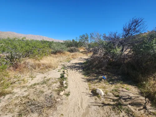 Best Bird Watching Trails in Morongo Valley | AllTrails