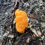 Mount Crumpit, British Columbia, Canada - 795 Reviews, Map | AllTrails