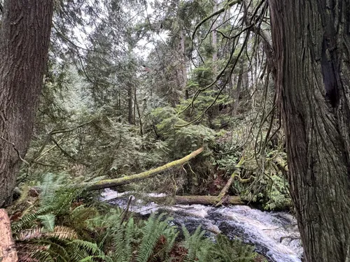 Best Hikes and Trails in Port Ludlow | AllTrails