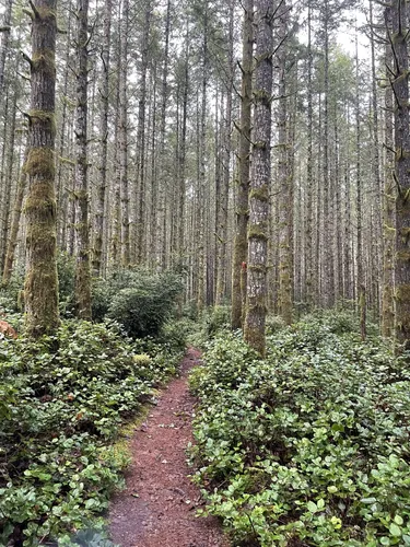 Best Hikes and Trails in Banner Forest Heritage Park | AllTrails