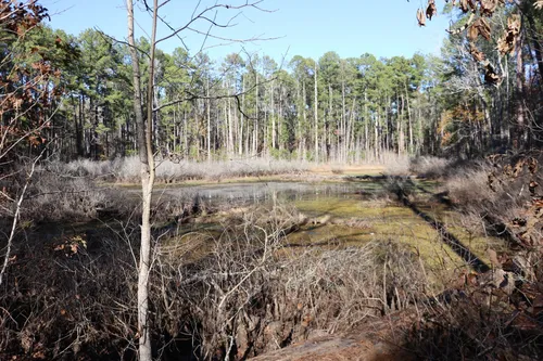 Best Hikes and Trails in Angelina National Forest | AllTrails