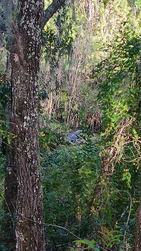 Best Hikes and Trails in Tenoroc Public Use Area | AllTrails