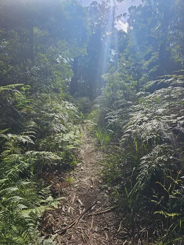 Best Hikes and Trails in Morwell National Park | AllTrails