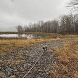 Shavertown Trail, New York - 419 Reviews, Map | AllTrails