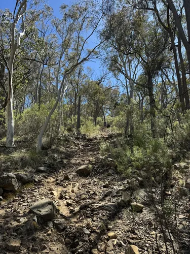 Best Walking Trails in Jerrabomberra Mountain Reserve | AllTrails