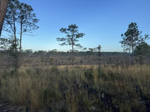 Best Hikes and Trails in Citrus Wildlife Management Area | AllTrails