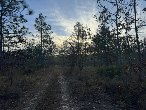 Best Hikes and Trails in Citrus Wildlife Management Area | AllTrails