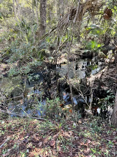 Best Hikes and Trails in Princess Place Preserve | AllTrails