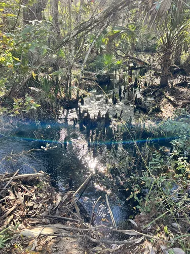 Best Hikes and Trails in Princess Place Preserve | AllTrails