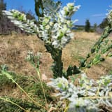 Longhorn Loop, Texas - 65 Reviews, Map | AllTrails