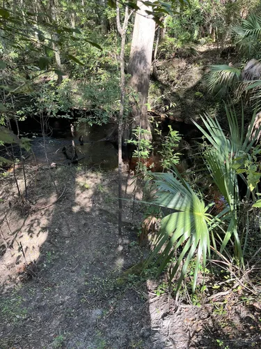 Best Hikes and Trails in Aucilla Wildlife Management Area | AllTrails