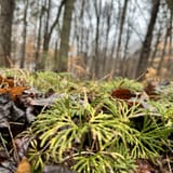 Two Lakes Loop Trail, Indiana - 554 Reviews, Map | AllTrails