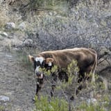 Apache Tears Mine via Perlite Road, Arizona - 837 Reviews, Map | AllTrails