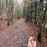 New Boston Rail Trail , New Hampshire - 295 Reviews, Map | AllTrails