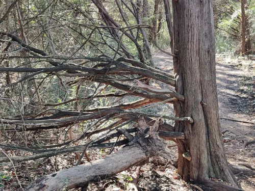 Best Hikes and Trails in Oak Cliff Nature Preserve | AllTrails