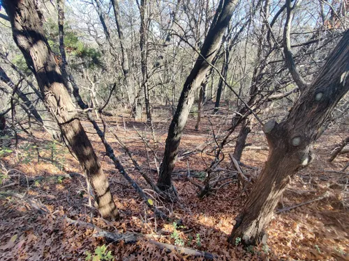 Best Hikes and Trails in Oak Cliff Nature Preserve | AllTrails