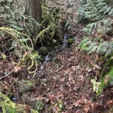 Latourell Falls Loop, Oregon - 6,556 Reviews, Map | AllTrails