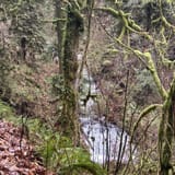 Latourell Falls Loop, Oregon - 6,556 Reviews, Map | AllTrails