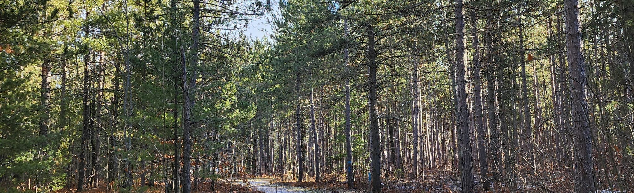 Blueberry Ridge, Michigan - 30 Reviews, Map | AllTrails