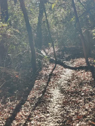 Best Hikes and Trails in Oak Cliff Nature Preserve | AllTrails