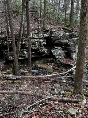 Best Off Road Driving Trails in Prentice Cooper State Forest | AllTrails