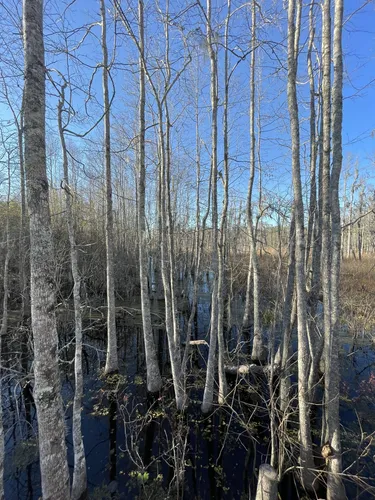 Best Hikes and Trails in Debbie Lightsey Nature Park | AllTrails