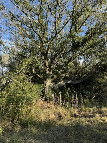 Best Hikes and Trails in Chito Branch Reserve | AllTrails