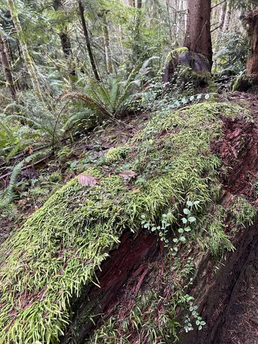 Best Hikes and Trails in Port Gamble Forest Heritage Park | AllTrails