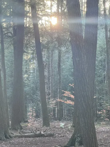 Best Hikes and Trails in Hartwick Pines State Park | AllTrails