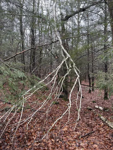 Best Hikes and Trails in Swift River Reservation | AllTrails