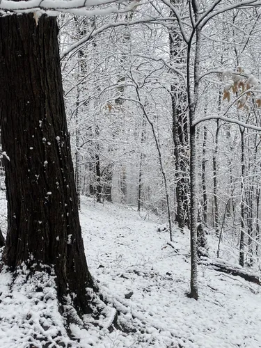 Best Hikes and Trails in Steam Mill State Forest | AllTrails