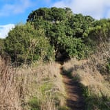 Crespi Trail, California - 224 Reviews, Map | AllTrails