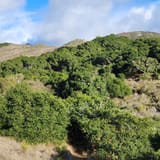 Crespi Trail, California - 224 Reviews, Map | AllTrails