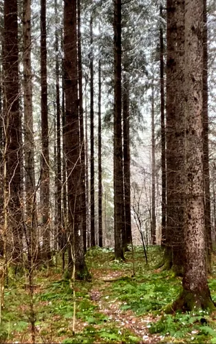 Best Hikes and Trails in Steam Mill State Forest | AllTrails