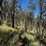 Mount Buninyong Summit Loop, Victoria, Australia - 103 Reviews, Map ...