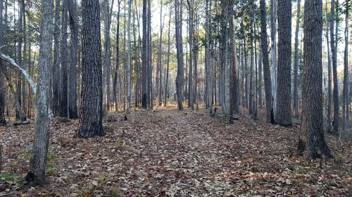 Best Camping Trails in Kisatchie National Forest | AllTrails