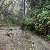 Fern Canyon Loop, California - 3,170 Reviews, Map | AllTrails