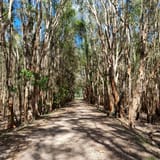 Melaleuca Track , Queensland, Australia - 113 Reviews, Map | AllTrails