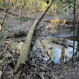Long Branch Loop Trail, Georgia - 2,119 Reviews, Map | AllTrails