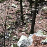 Lake Ouachita Vista Trail (LOViT), Arkansas - 85 Reviews, Map | AllTrails