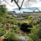 Five Mile Drive, Washington - 945 Reviews, Map | AllTrails