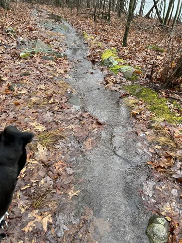 Best Hikes and Trails in Shuman Point Natural Area | AllTrails