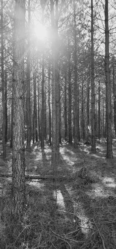 Best Hikes and Trails in Duke Forest Edeburn Division | AllTrails