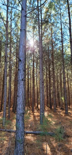 Best Hikes and Trails in Duke Forest Edeburn Division | AllTrails