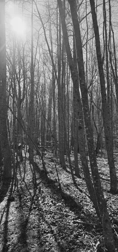 Best Hikes and Trails in Duke Forest Edeburn Division | AllTrails