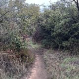 Morgan Trail, California - 530 Reviews, Map | AllTrails