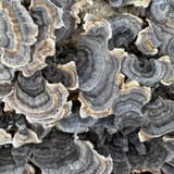 Nottoway Park Outer Loop and Fitness Trail, Virginia - 437 Reviews, Map ...